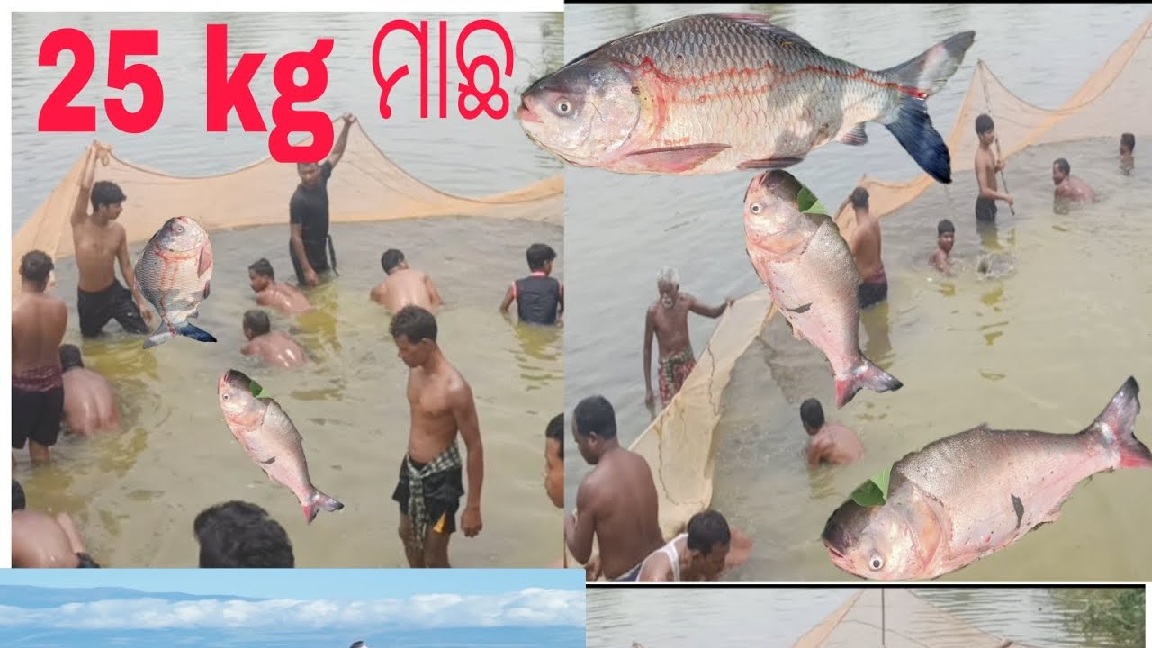 Amezing catch Fishing। ରୁହି 15 kg । ଇଲିସି12 kg। ମଘୁର 3kg ଆସ ଧରିବା 25kg ...