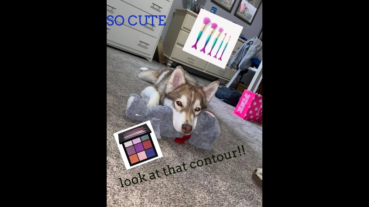 i did a makeup tutorial on my dog !! - YouTube