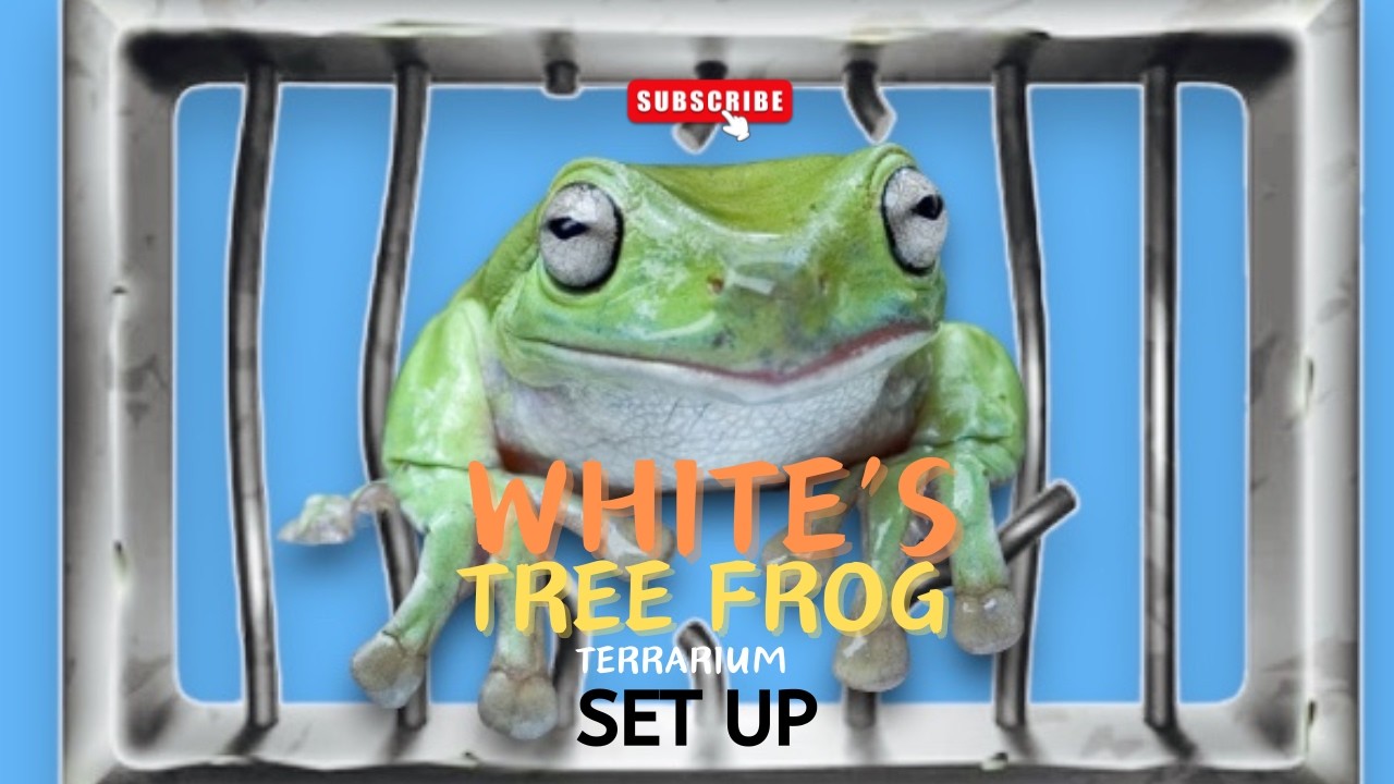A White’s Dumpy Tree Frog Setup Guide For Beginners - YouTube
