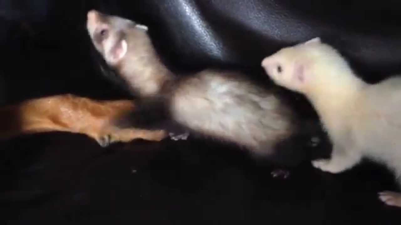 Baby Ferret Attacks Dog - YouTube