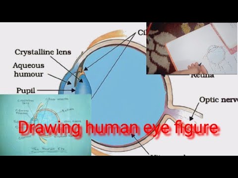 Drawing human eye figure#figure #drawing #eye - YouTube