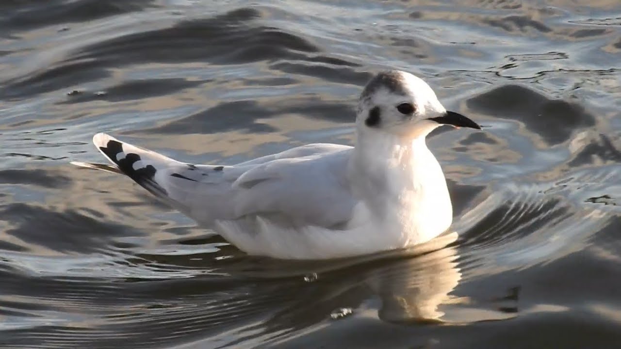Little Gull (High Rid Reservoir 27-10-2019) - YouTube