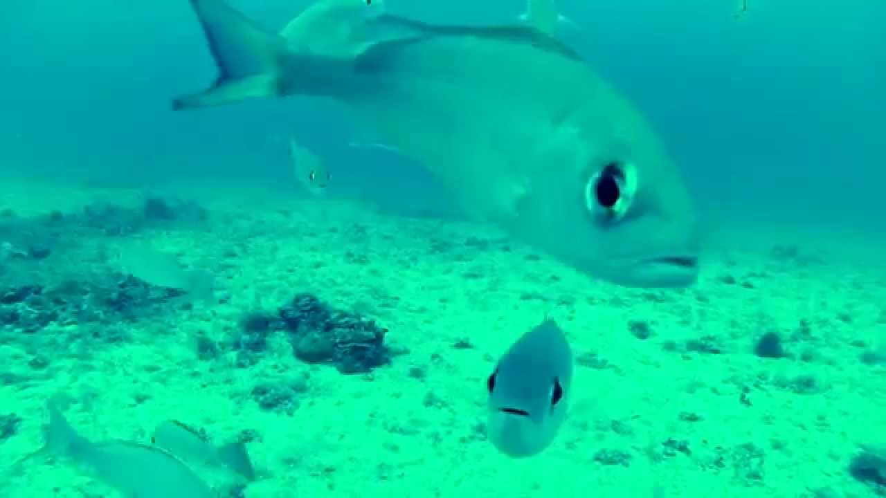 Vermillion snapper schools Gulf of Mexico underwater - YouTube