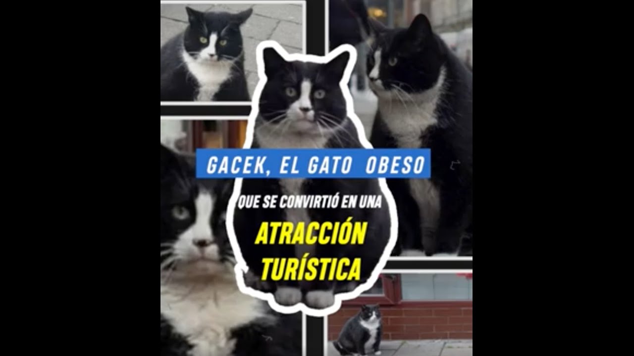 Este es el gato que se convirtió en una atracción turística - YouTube