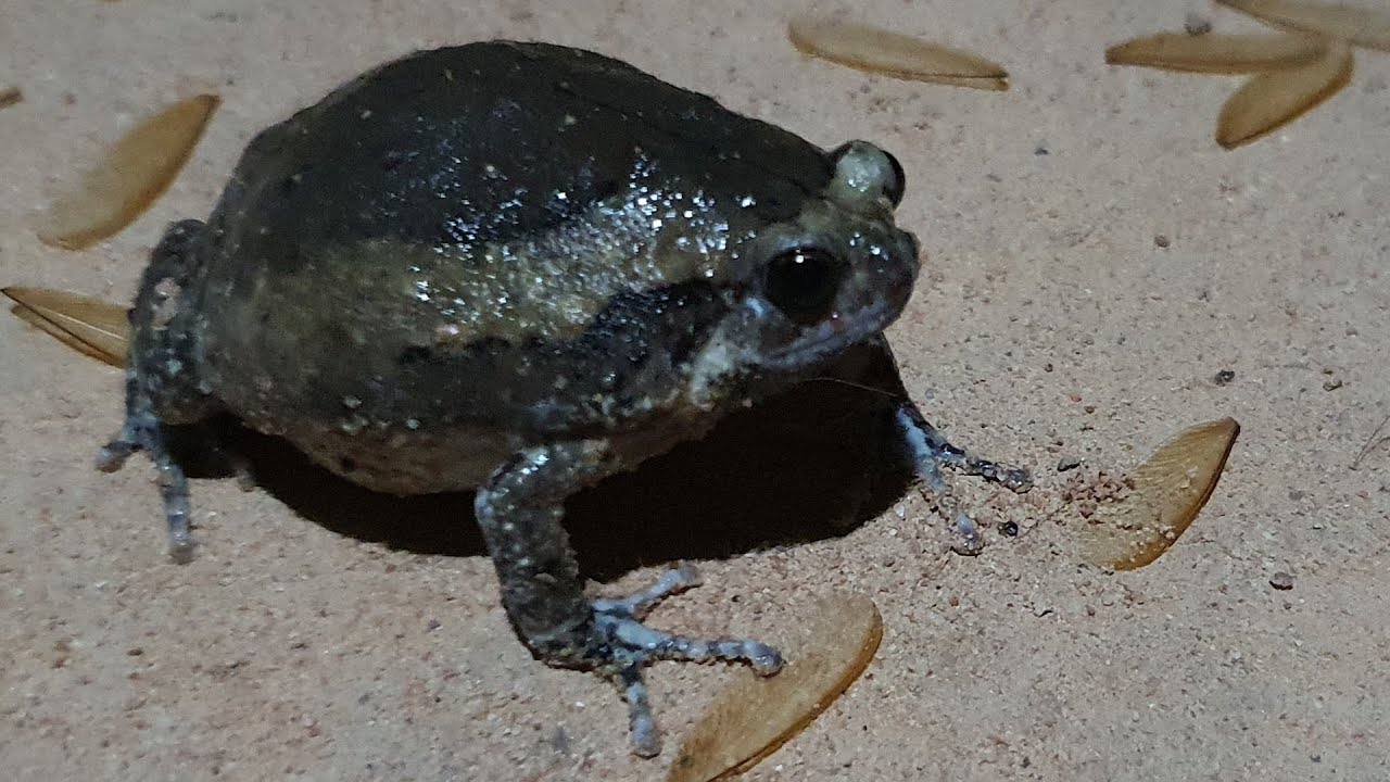 Sound soft night with rain frogs sound relax mind body positive energy ...