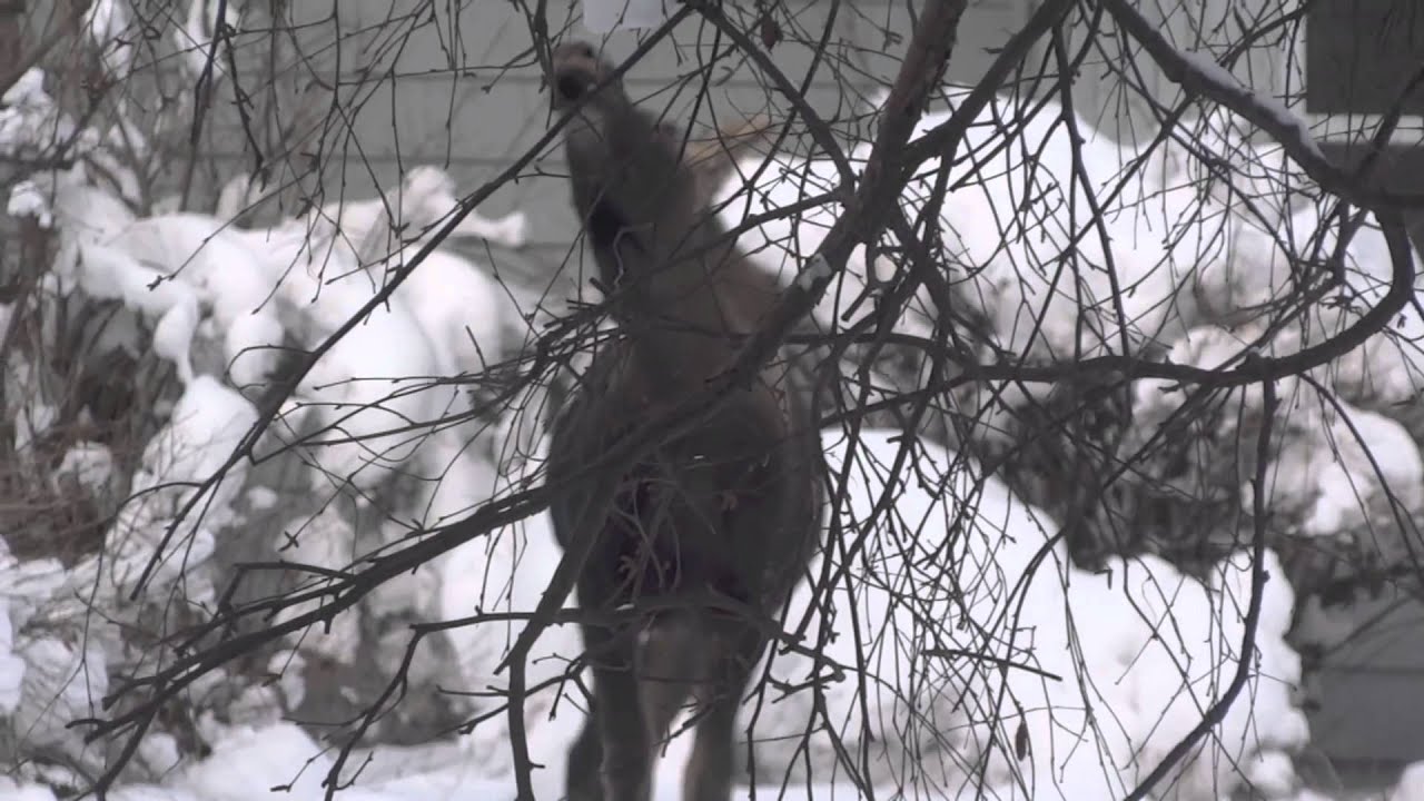 Moose rears up on hind legs - YouTube