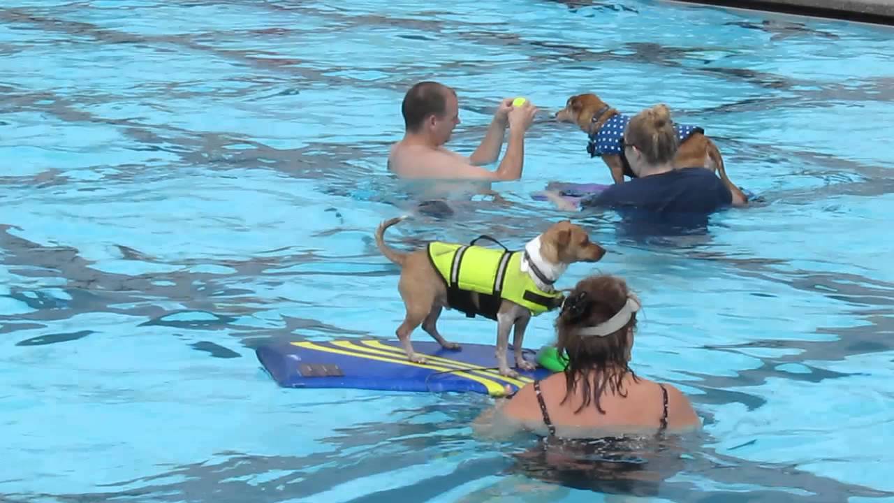 Canine fun at the Warner Park Pool - 2014 - YouTube