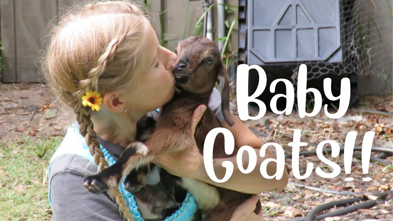 BABY GOATS!! - YouTube