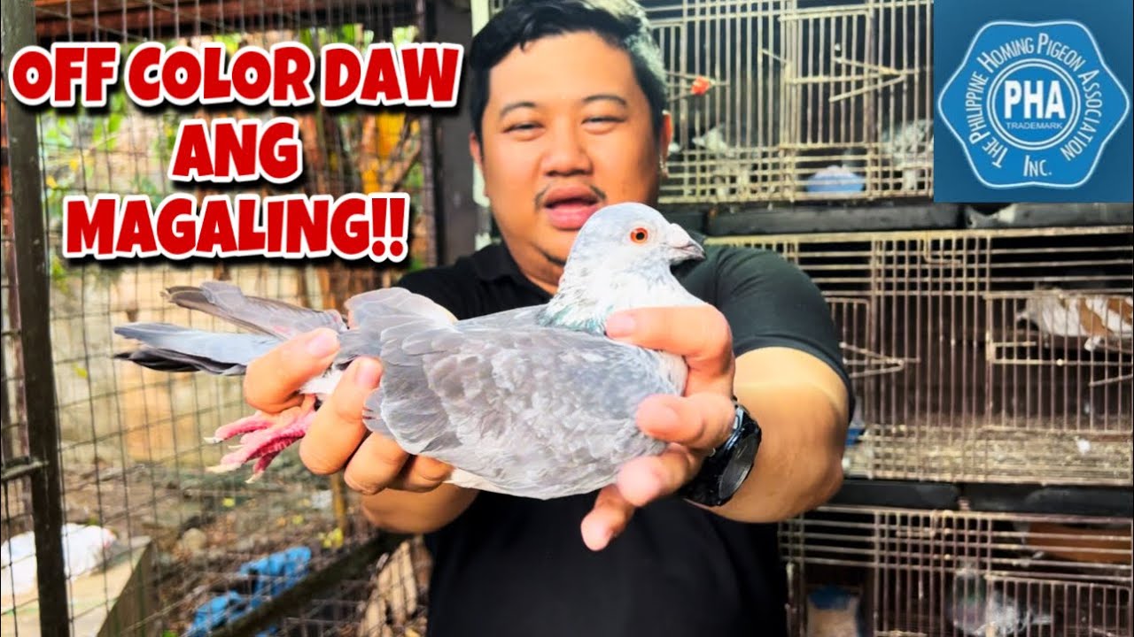 OFF COLOR ANG ACE BIRD NANG PIGEON FANCIER NG BARAS RIZAL!! - YouTube