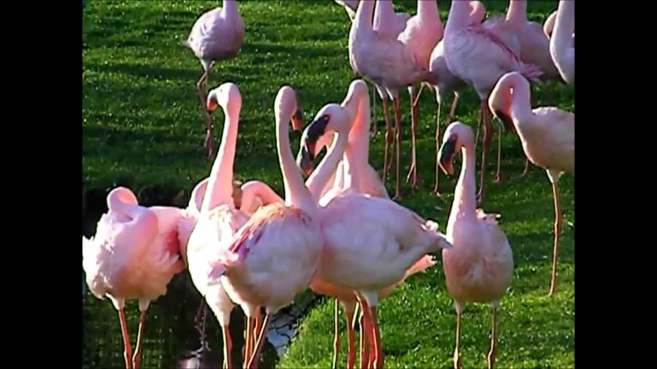 Lesser Flamingo Courtship Dance - YouTube