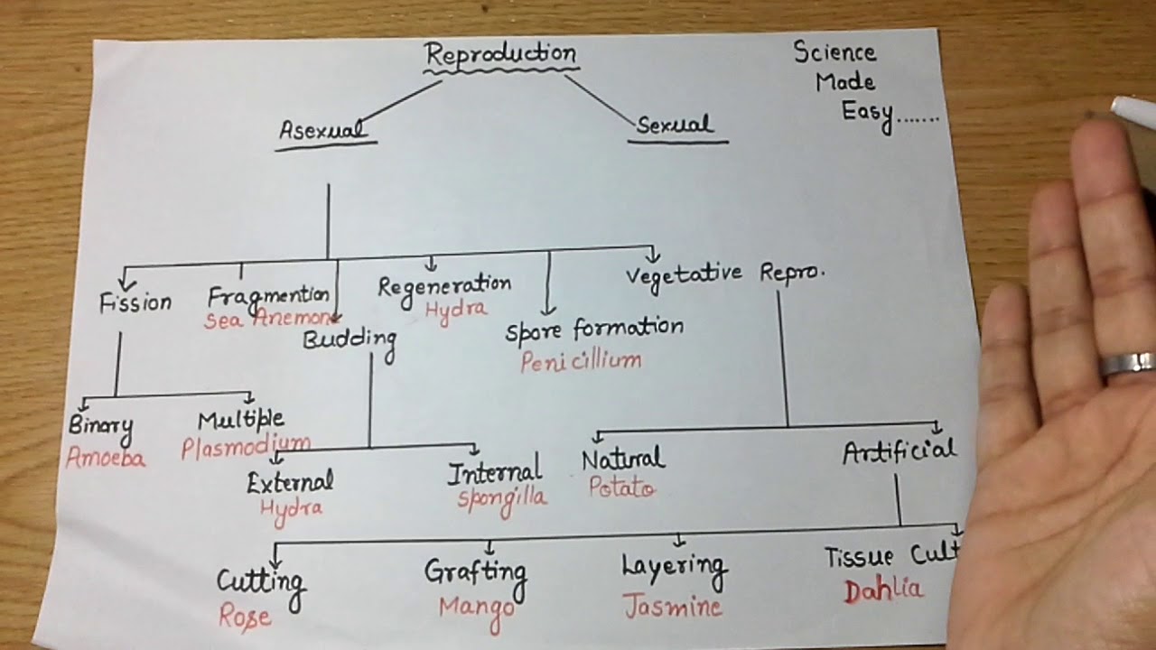 Reproduction And Its Various Means YouTube