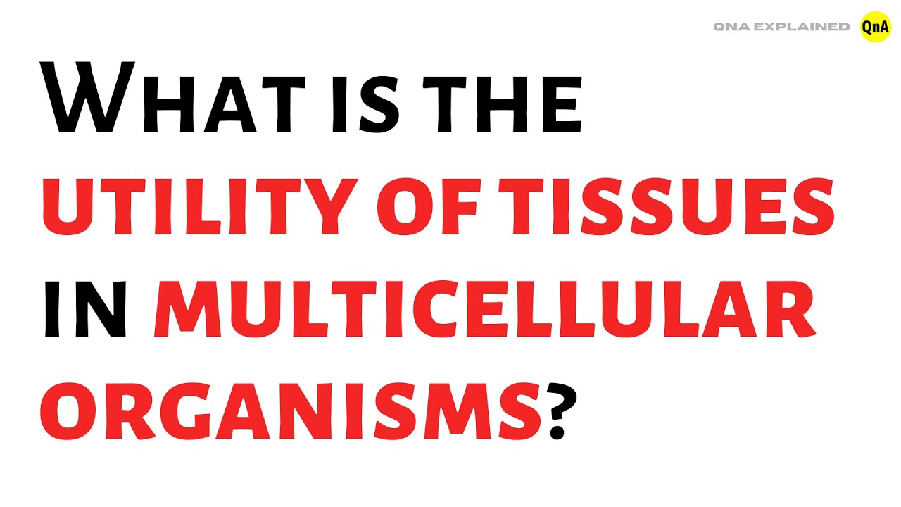 What Is The Utility Of Tissues In Multicellular Organisms QnA Explained YouTube what-is-the-utility-of-tissues-in-multicellular-organisms-qna-explained-youtube