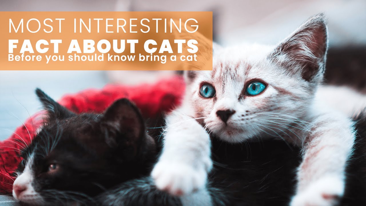 The Most Amazing And Unknown Facts about cats you should know before ...