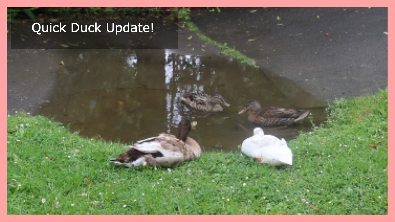 Quick Duck Update! - YouTube