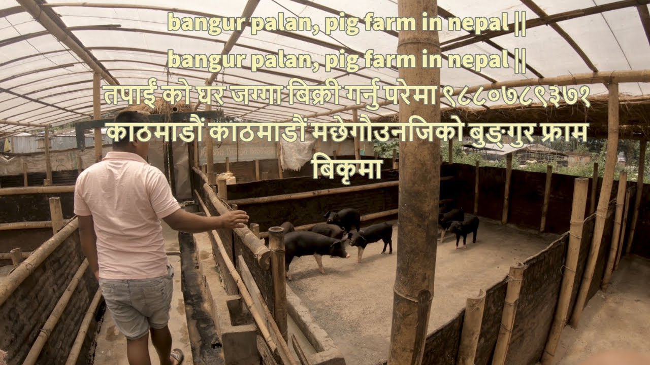 काठमाडौं मछेगौउ नजिको बुङ्गुर फ्राम बिकृमा | bangur palan, pig farm in ...