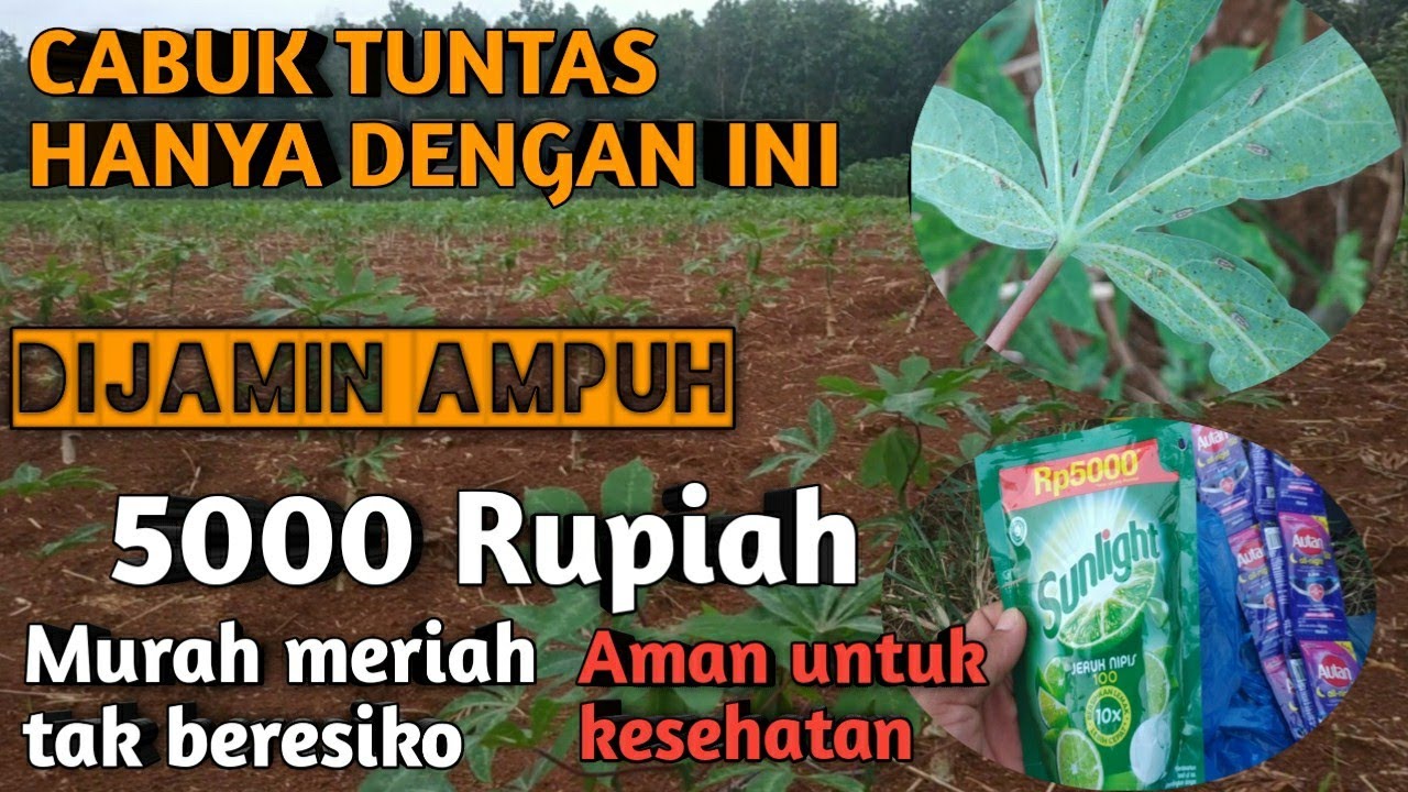 Cara membasmi hama CABUK / KUTU PUTIH pada tanaman singkong || Murah ...