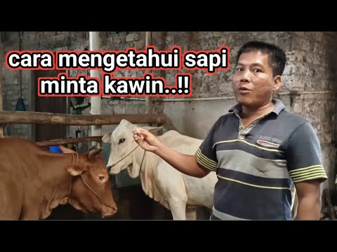 cara mengetahui sapi minta kawin