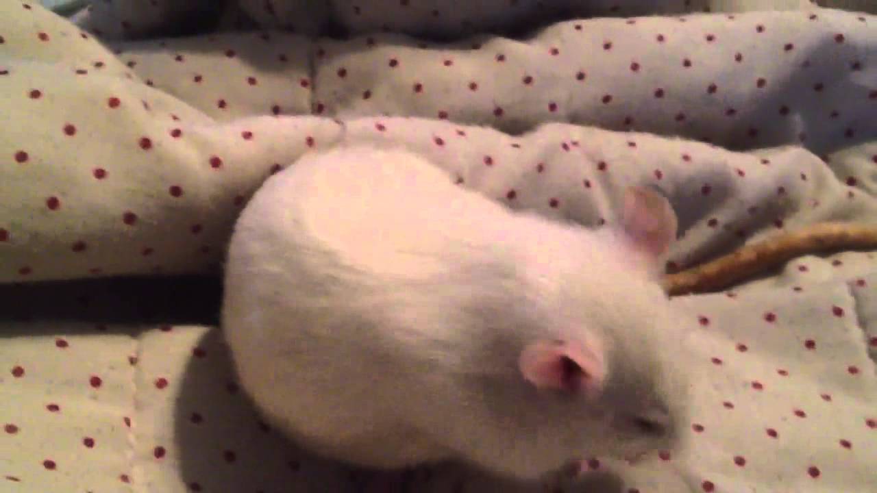 Boo is the cutest rat ever. - YouTube