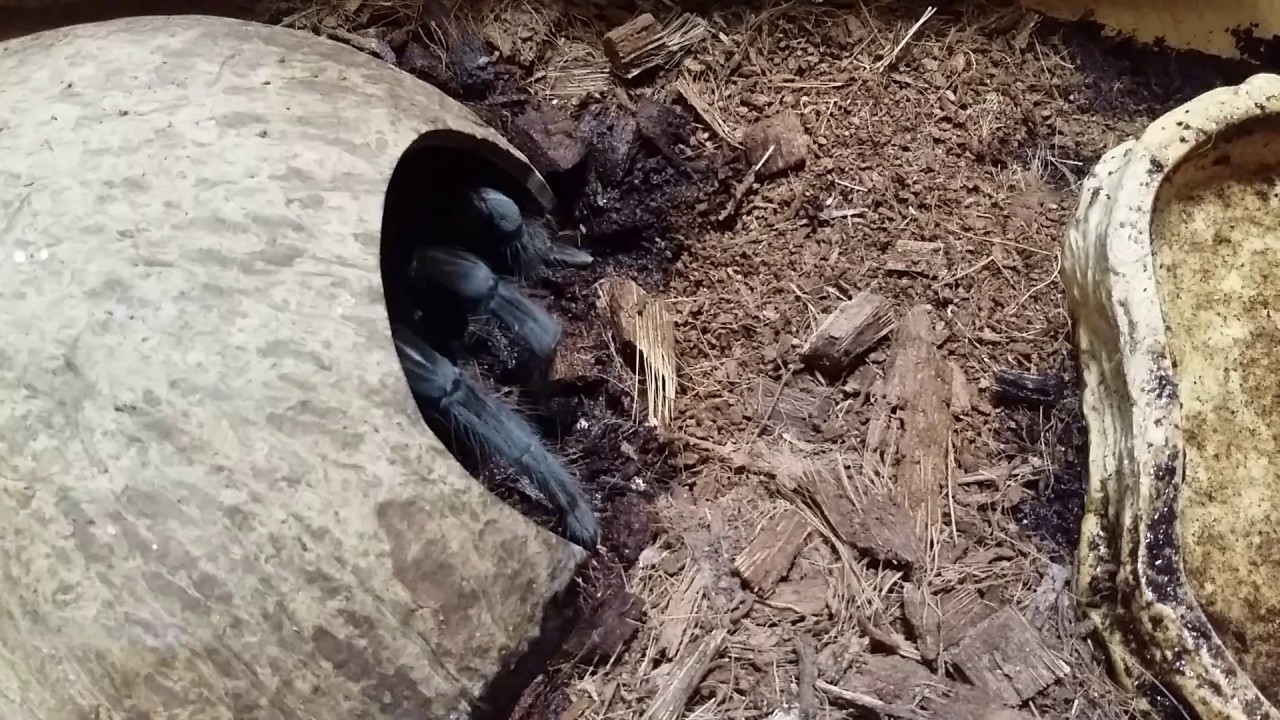 닭 거미 [Pamphobeteus spec. "Arana Pollita"(Peru Chicken Spider)] Feeding ...