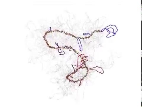 Two stages of mitotic chromosome compaction - YouTube