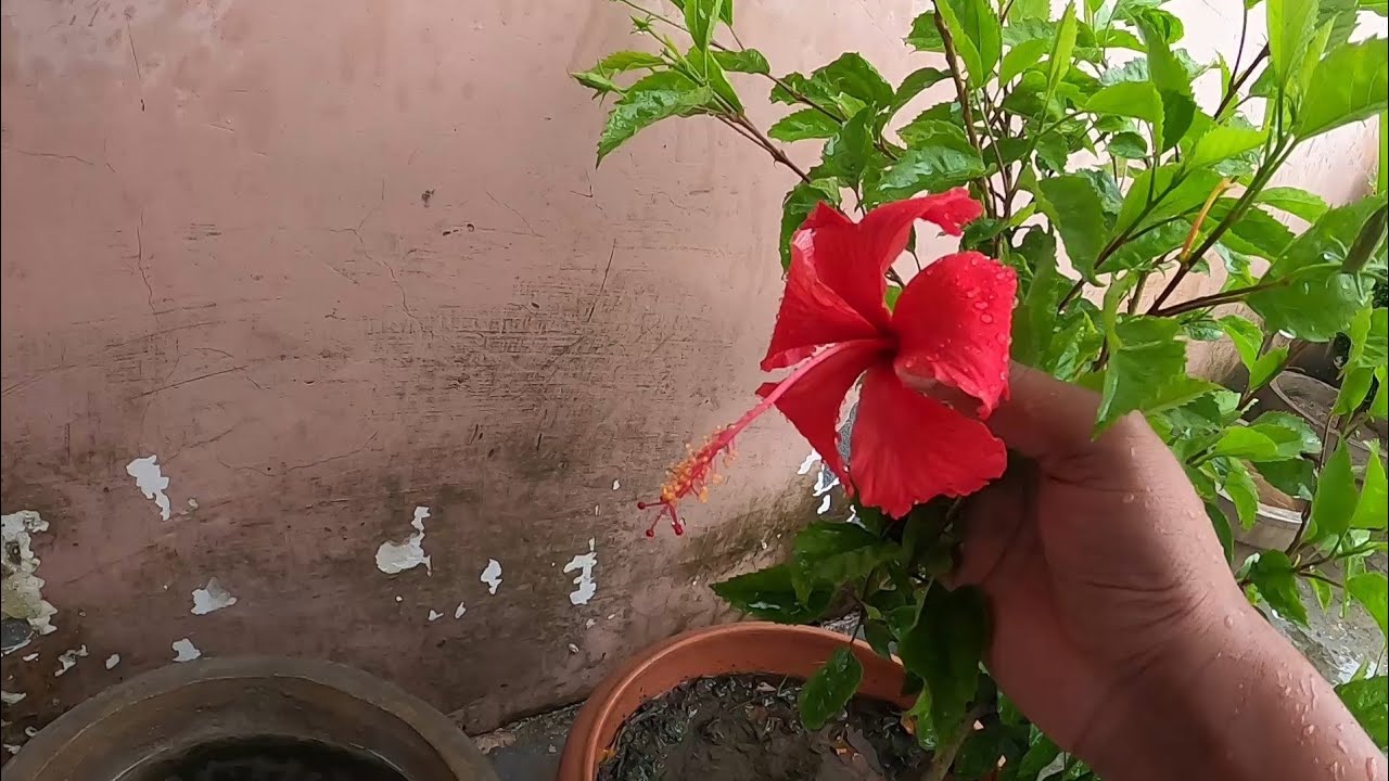 Vlog#73 | Ghanti Phool (Hibiscus) - YouTube