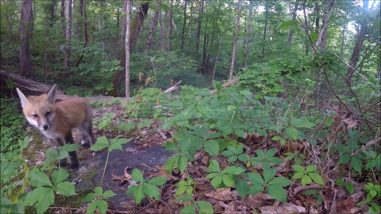 Fox checking things out - YouTube