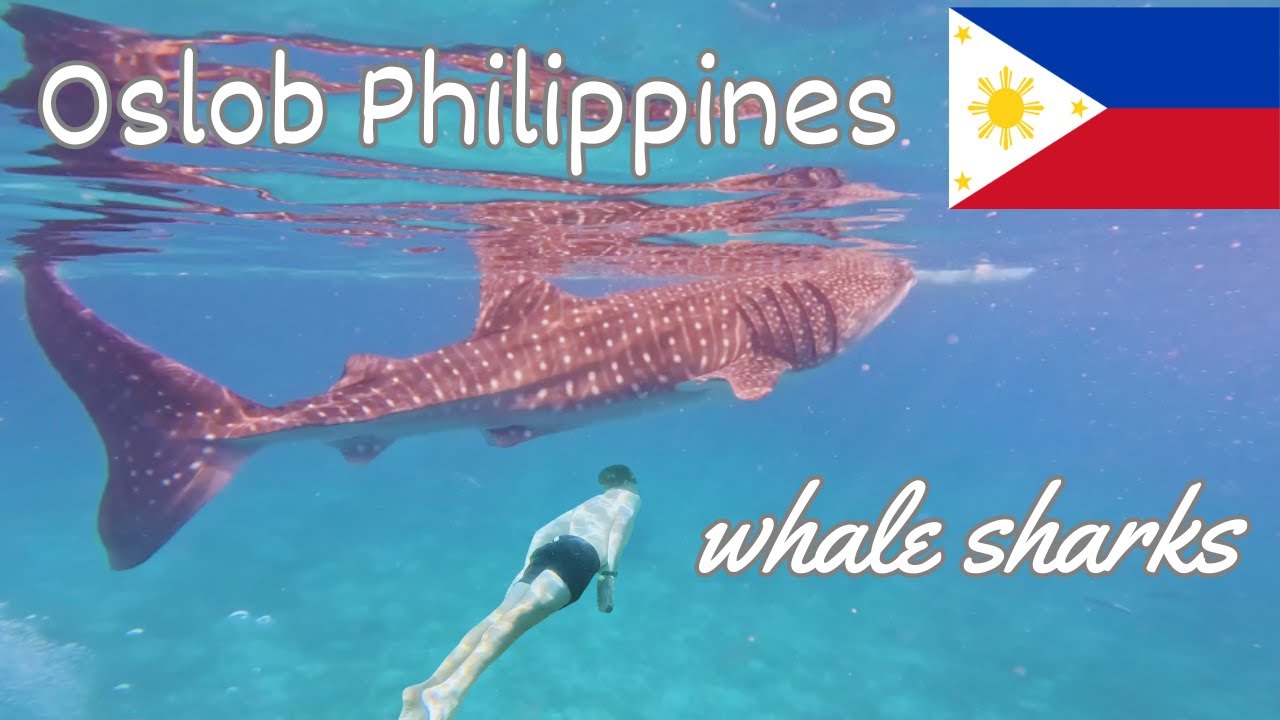 Oslob Whale Shark Beach Swim With Whale Sharks In Oslob, Cebu | Blue