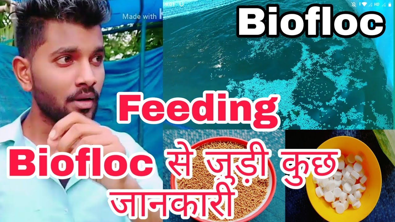 Biofloc fish feeding || Biofloc के ऊपर कुछ जानकारियां || oxygen tablets ...