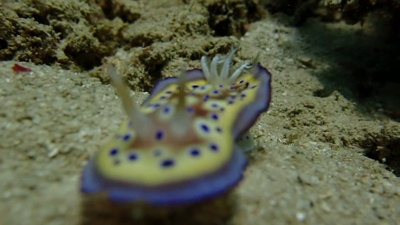 WOMEN DIVER - SUPER CUTE NUDI, TARP BORNEO, SABAH - YouTube