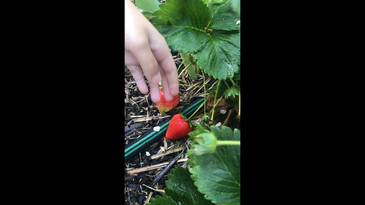 Harvest two super red strawberries - YouTube