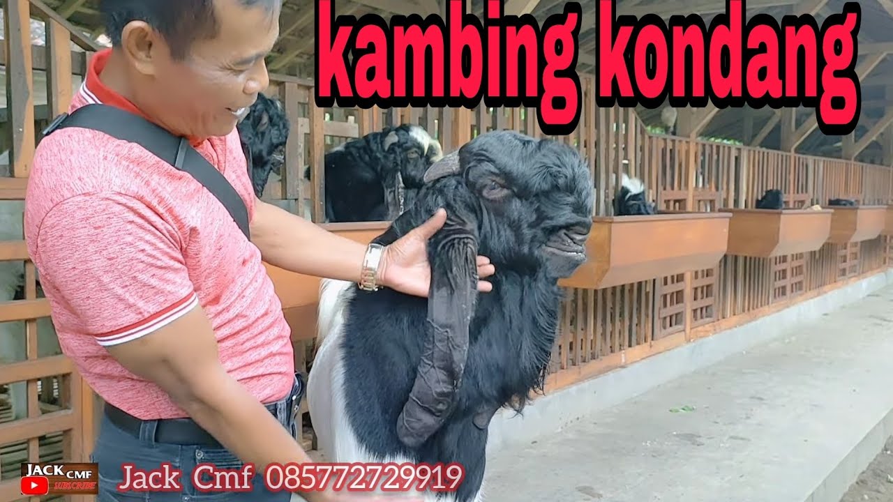 JACK CMF:MINAK SOPAL FARM PETERNAK KONDANG ASAL TRENGGALEK ( Mbah ...