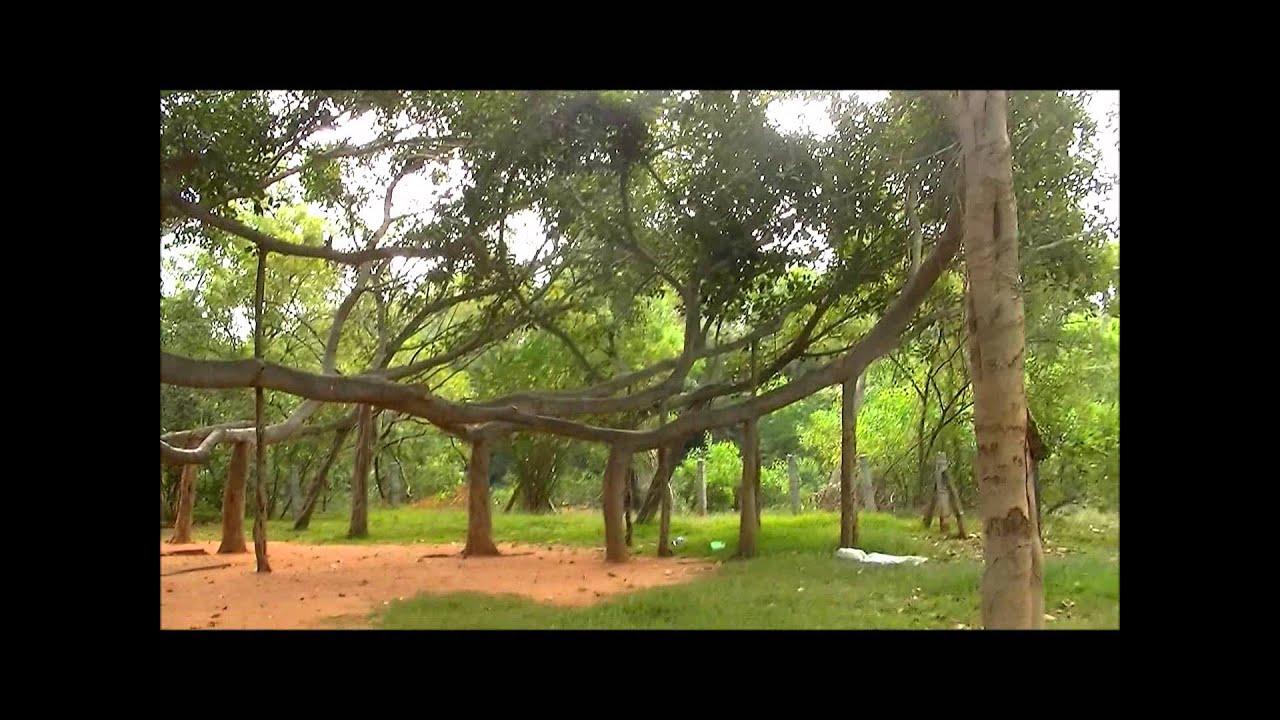Banyan Tree in Auroville - YouTube