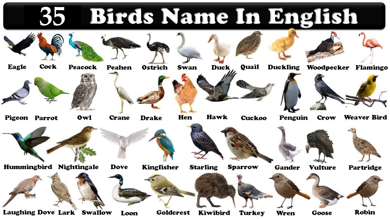 Birds name vocabulary ! 35 Birds name in English with spelling and ...