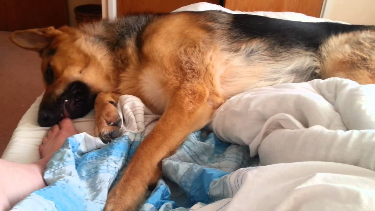 German Shepherd Teddy is a toe muncher!! - YouTube