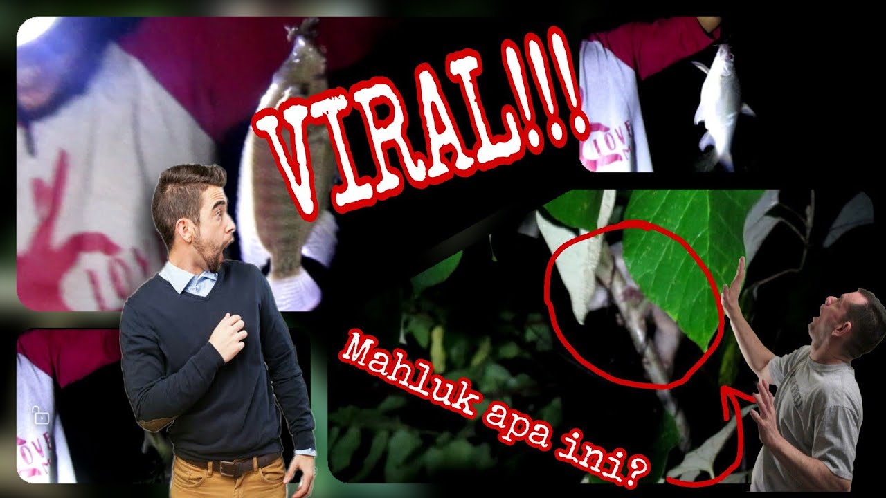🔴VIRAL!!! Lagi Mancing Malah Ketemu MAHLUK INI 😱||Sungai Saddang ...