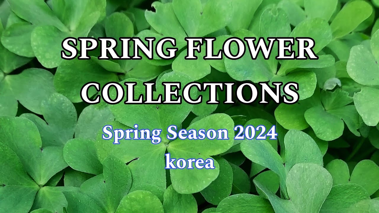 I LOVE SPRING//SPRING FLOWER COLLECTION 2024 Part 1 - YouTube
