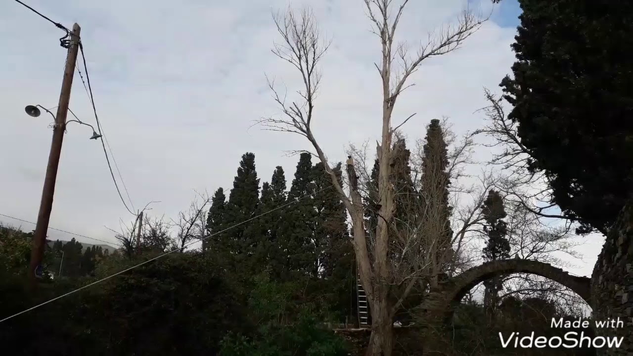 Σ.ε.δ.α κοπη δεντρου 2/12/18 - YouTube