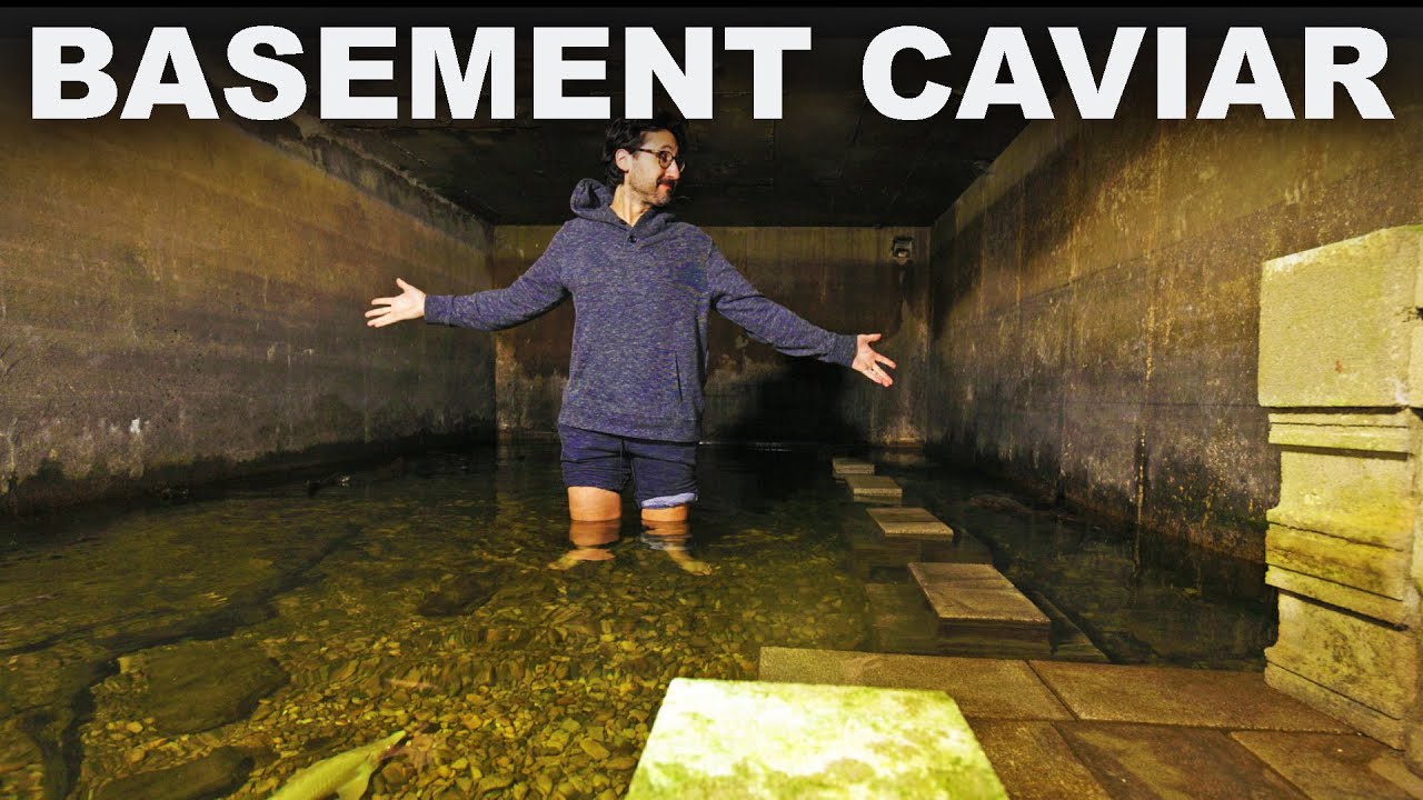 Raising BIG fish in a home cistern (with @CowTurtle, the Eel Pit guy ...