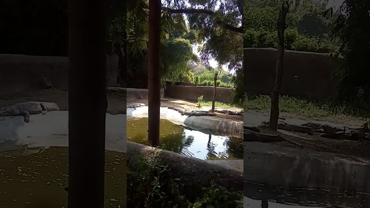 Crocodile and ghadiyal in Ghandi zoological park Gwalior - YouTube