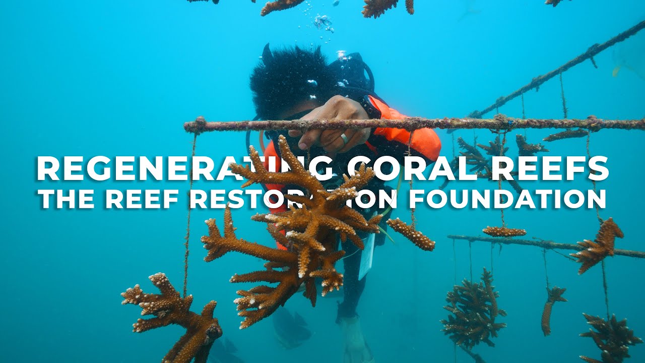How Fitzroy Island Is Helping The Great Barrier Reef | The Reef ...