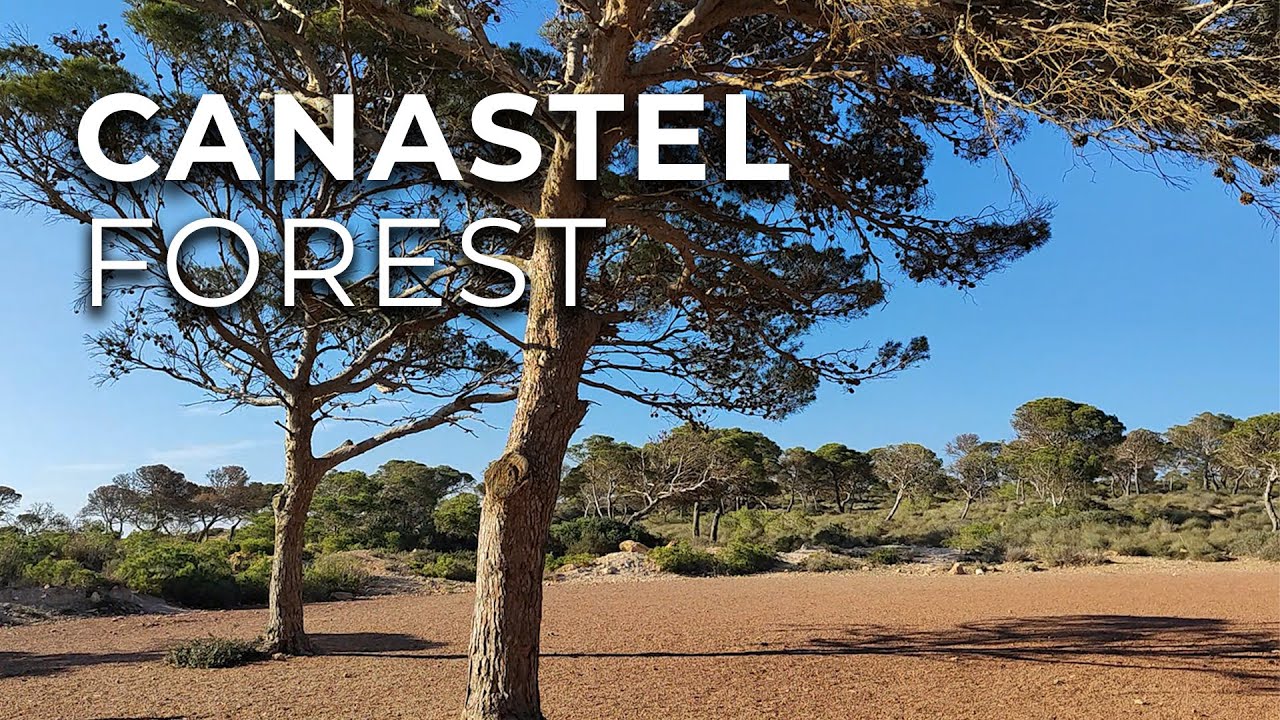Oran Algeria 2024 - Canastel Forest (Forêt de Canastel) - YouTube