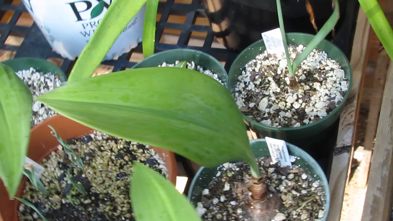 Mosaic Virus on Amaryllis (Hippeastrum) bulbs - YouTube