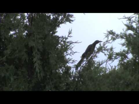 Bird Hunting With A Bow 2 - YouTube