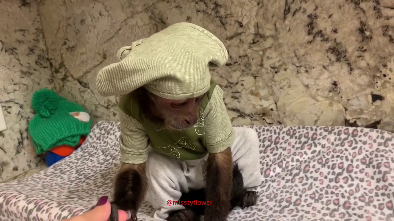 Monkey Toby posing for a few seconds for mom 😂🤪🐒 - YouTube