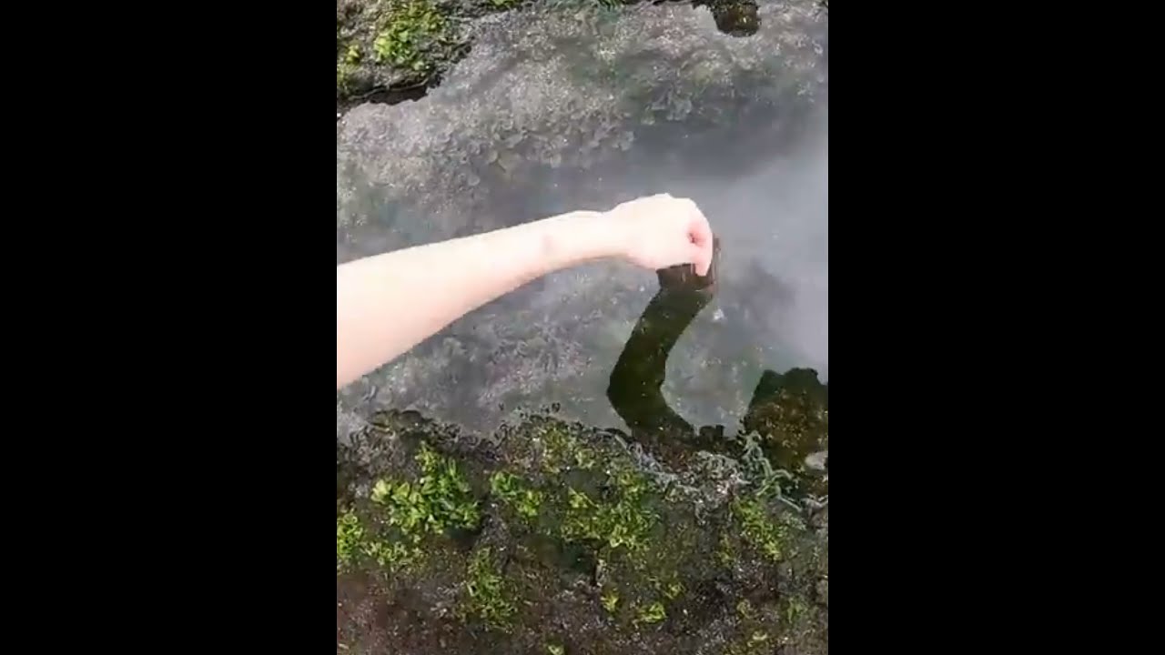 Hand-picked sea snails in a puddle of clear water - YouTube