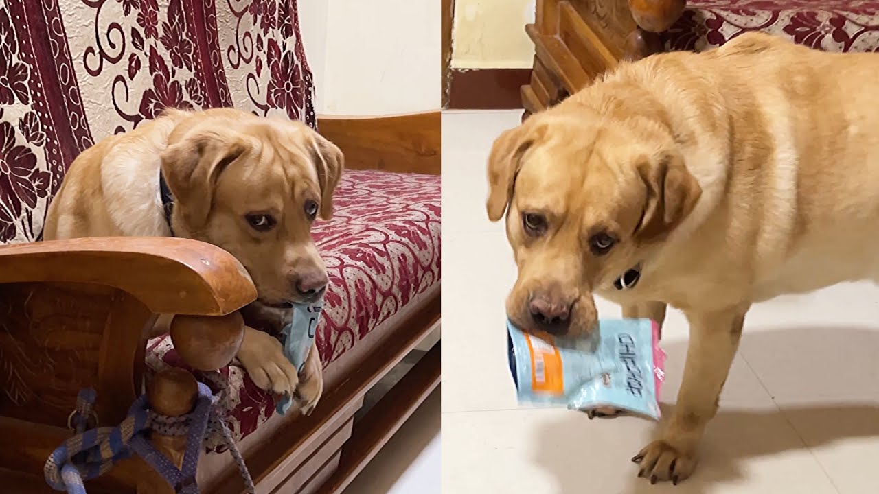 Stubborn Labrador Retriever opens his treats pouch on his own | Little ...