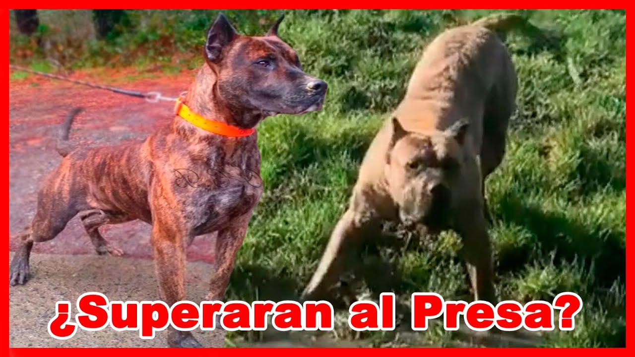 CONOCES las 09 razas de PERROS MÁS FEROCES de España - YouTube