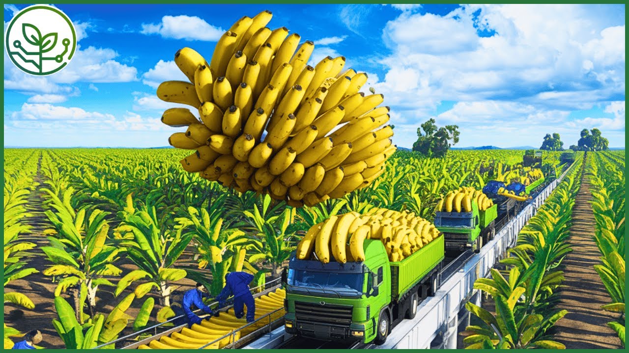How 25 Billion Bananas Reach Your Supermarkets Each Year | AGROFORESTRY ...