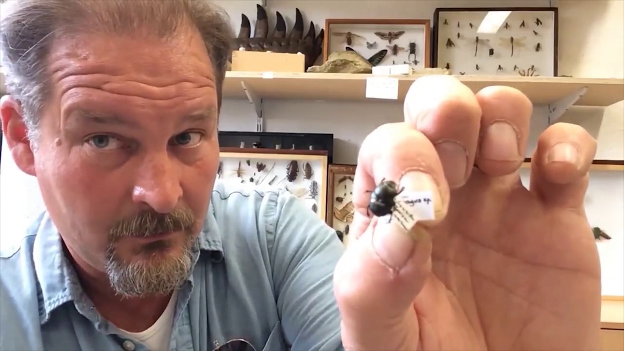 Make Your Own Paper Insect Collection Part 1 - YouTube