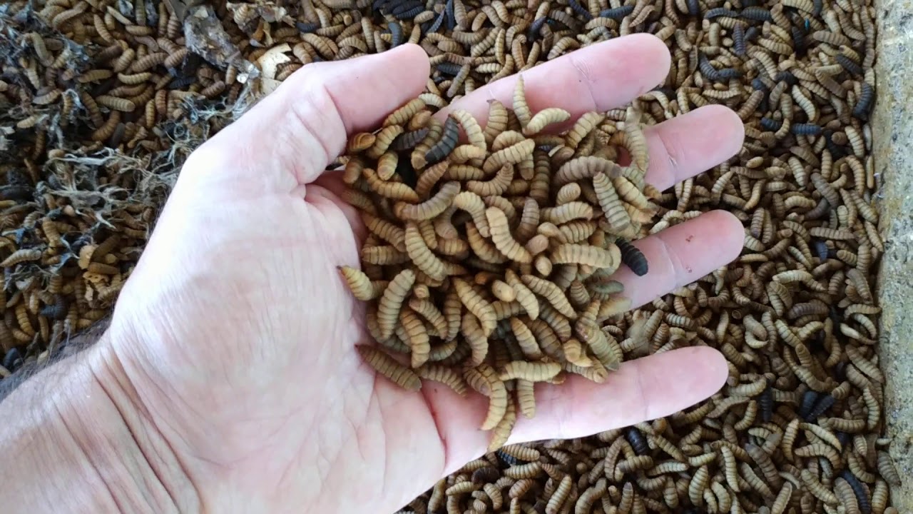 BSF larvae production facility. Limpopo South Africa - YouTube